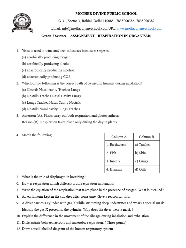 Grade 7 Science: Respiration Assignment | PDF