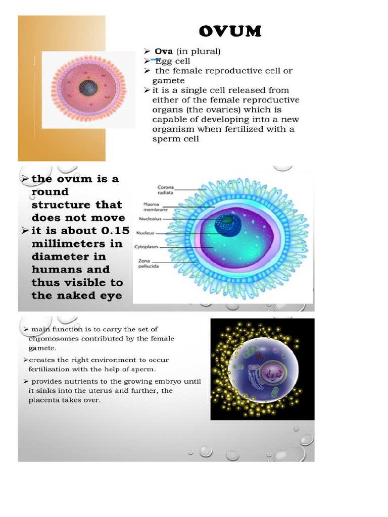 Ovum | PDF