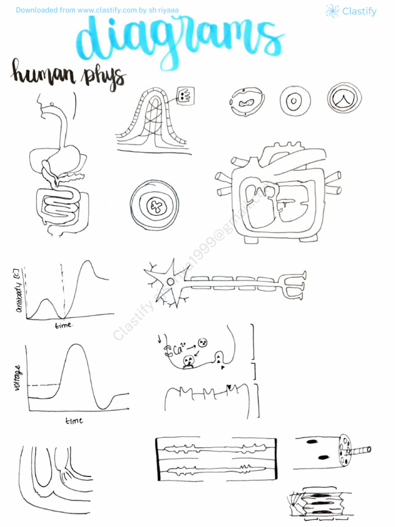 Biology HL Diagram Notes | PDF