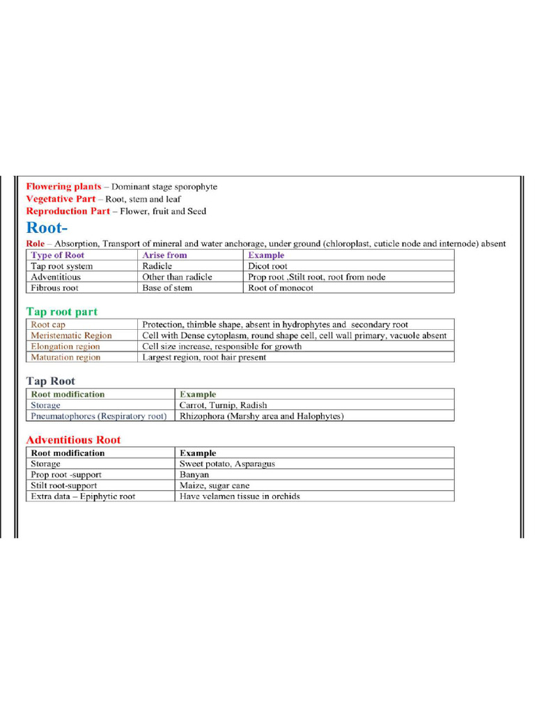 Morphology Short Notes | PDF