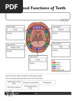 Teeth Labelling Worksheet Answers | PDF