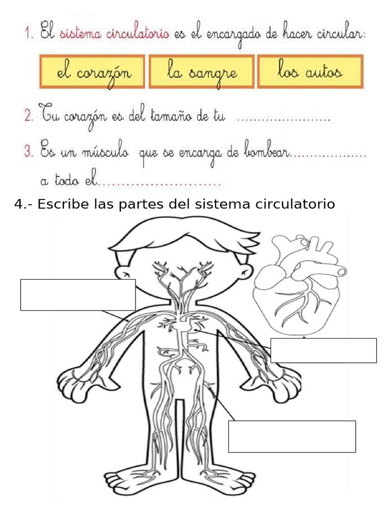 Ficha Sistema Circulatorio | PDF