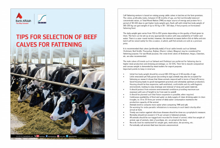 Selection of Beef Calves For Fattening | PDF