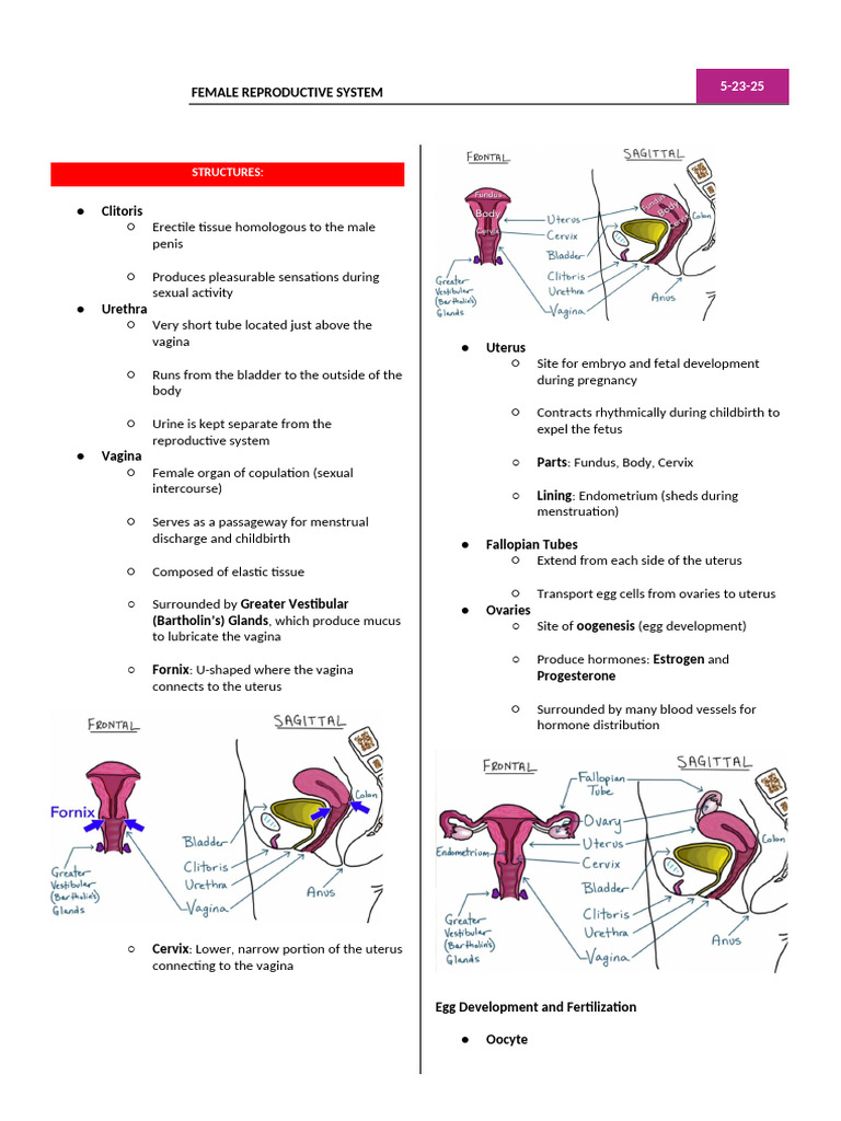 Overview of the Female Reproductive System | PDF | Menstrual Cycle ...