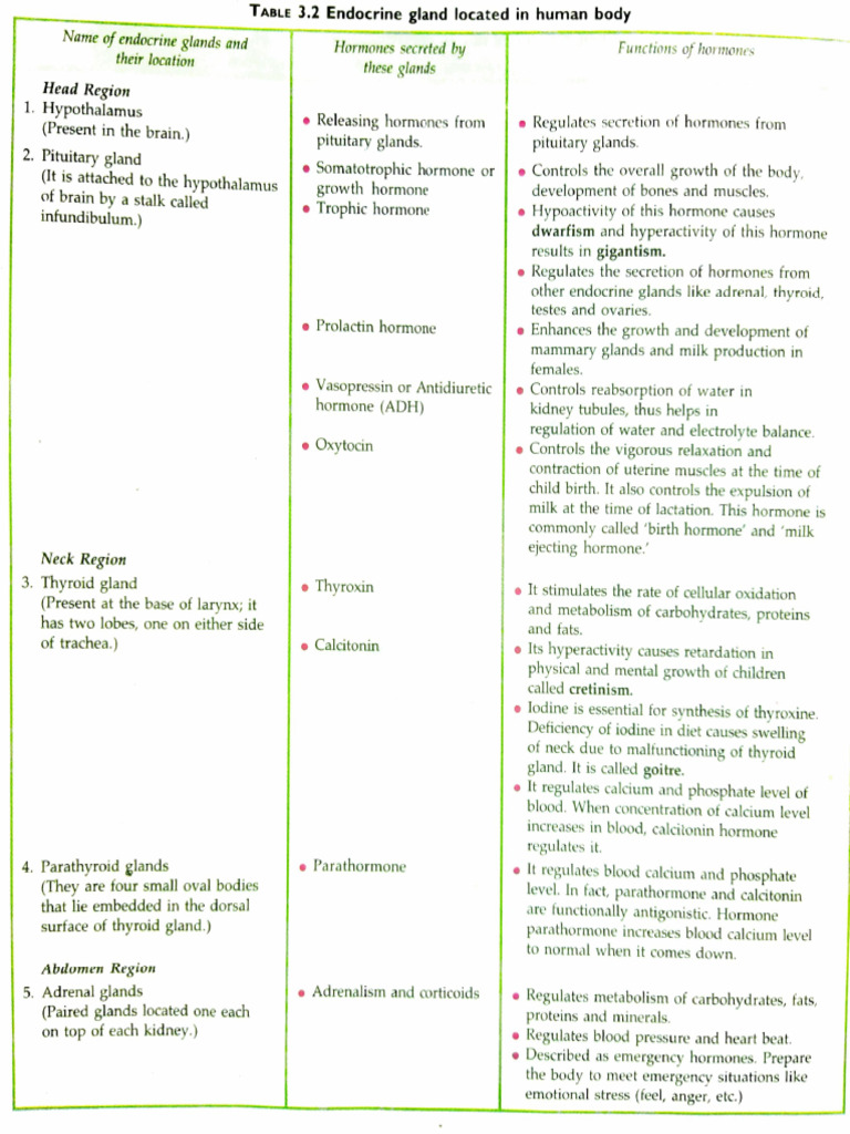 Infundibulum.) : Head Region | PDF | Endocrine System | Glands