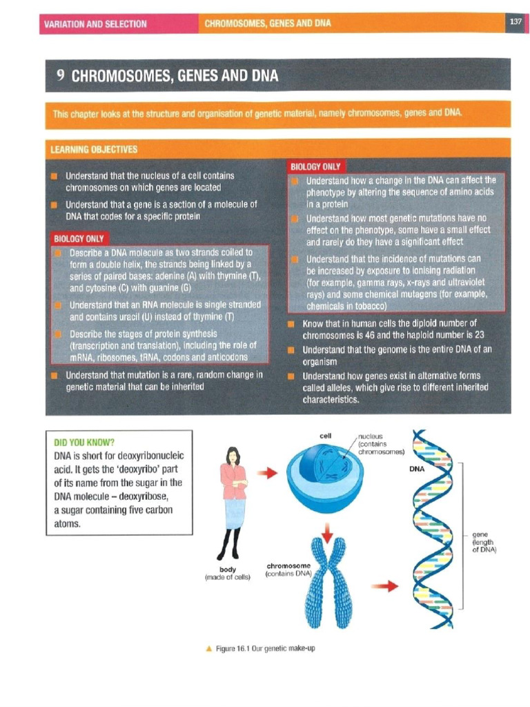Understanding DNA, Genes, and Chromosomes | PDF | Operon | Dna