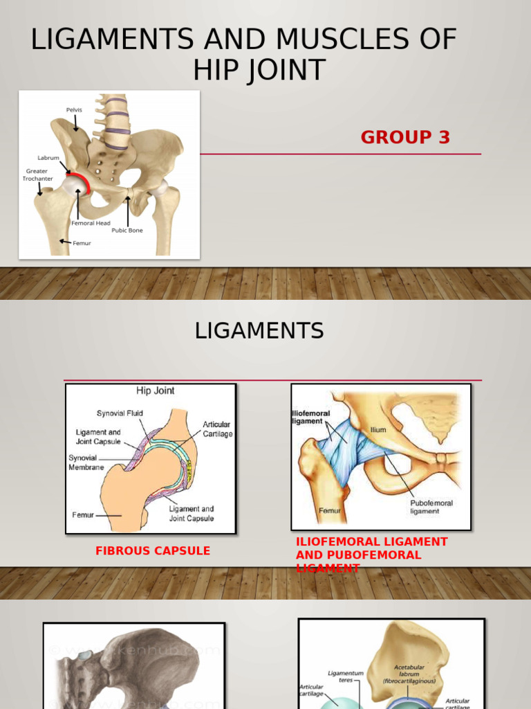 Hip Joint Muscles and Ligaments Overview | PDF