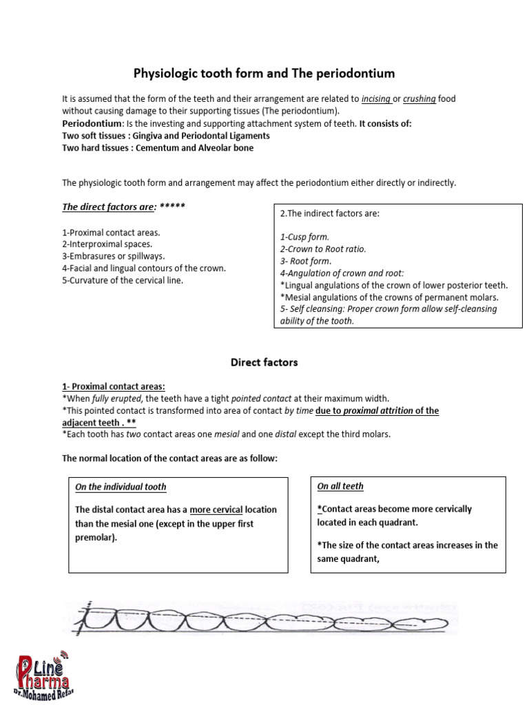 Physiologic Tooth Form and The Periodontium | PDF | Dental Anatomy | Tooth