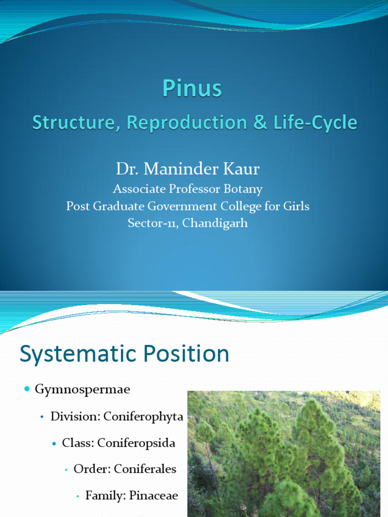 Pinus Reproductive Structures and Anatomy | PDF | Seed | Root