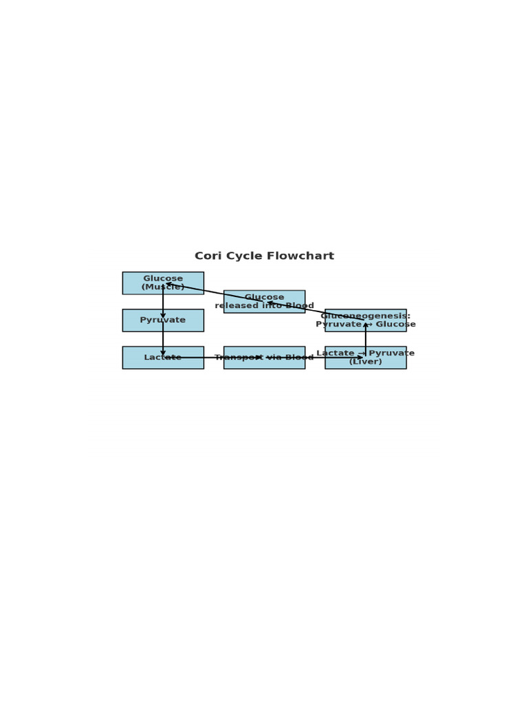 Cori Cycle: Steps and Diagram | PDF