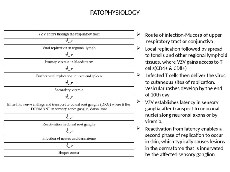 VZV Pathophysiology and Reactivation | PDF | Neuroanatomy | Nervous System