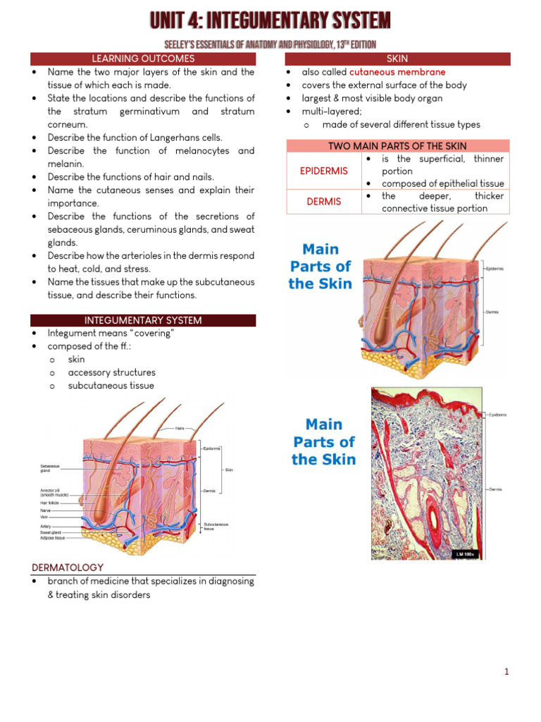 Unit 4 - Integumentary System-1 | PDF | Skin | Integumentary System