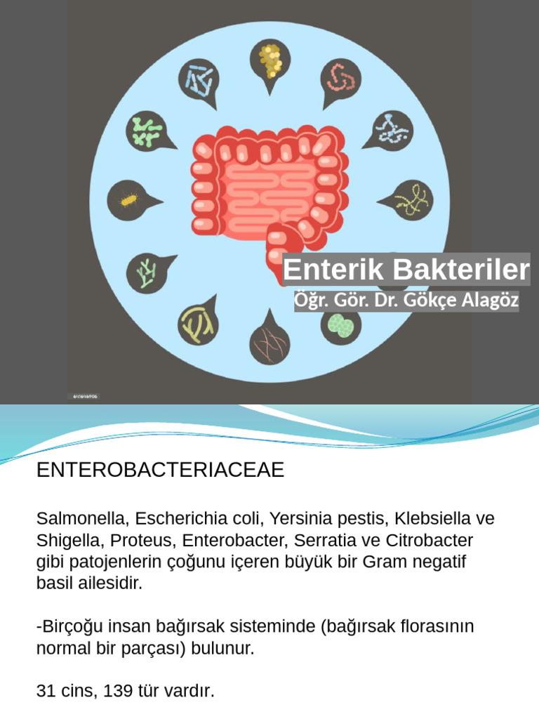 Enterik Bakteriler Diş | PDF