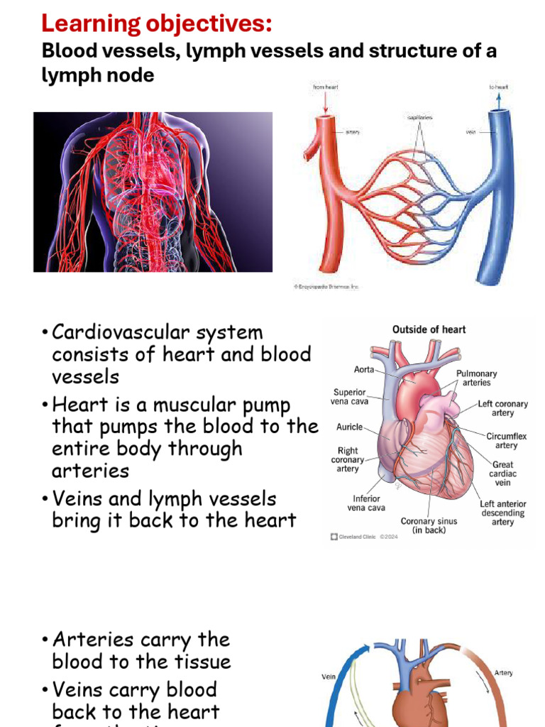 Blood Vessels, Lymph Vessels Anatomy PDF | PDF | Vein | Lymphatic System
