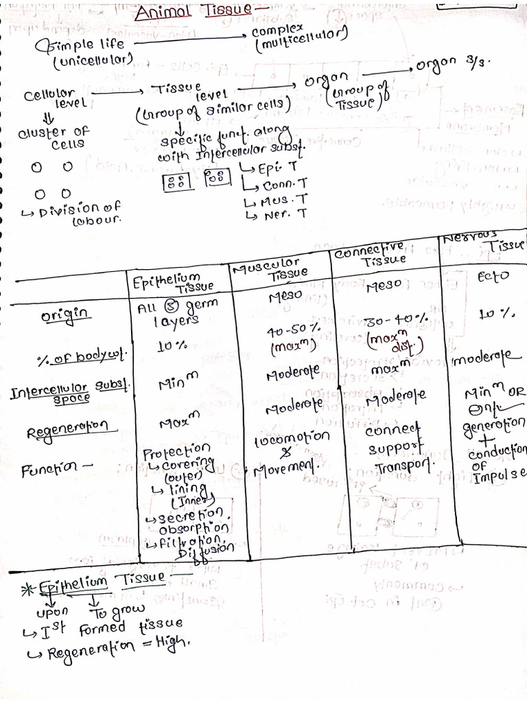 Animal Tissue 12th Notes | PDF