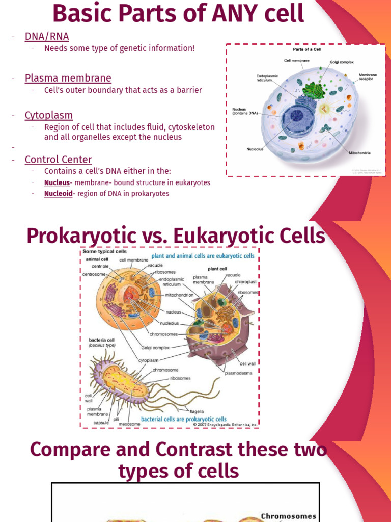 Cell Structure: Prokaryotic vs Eukaryotic | PDF