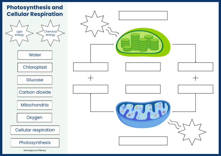 Photosynthesis and Cell Respiration - Drag and Drop | PDF
