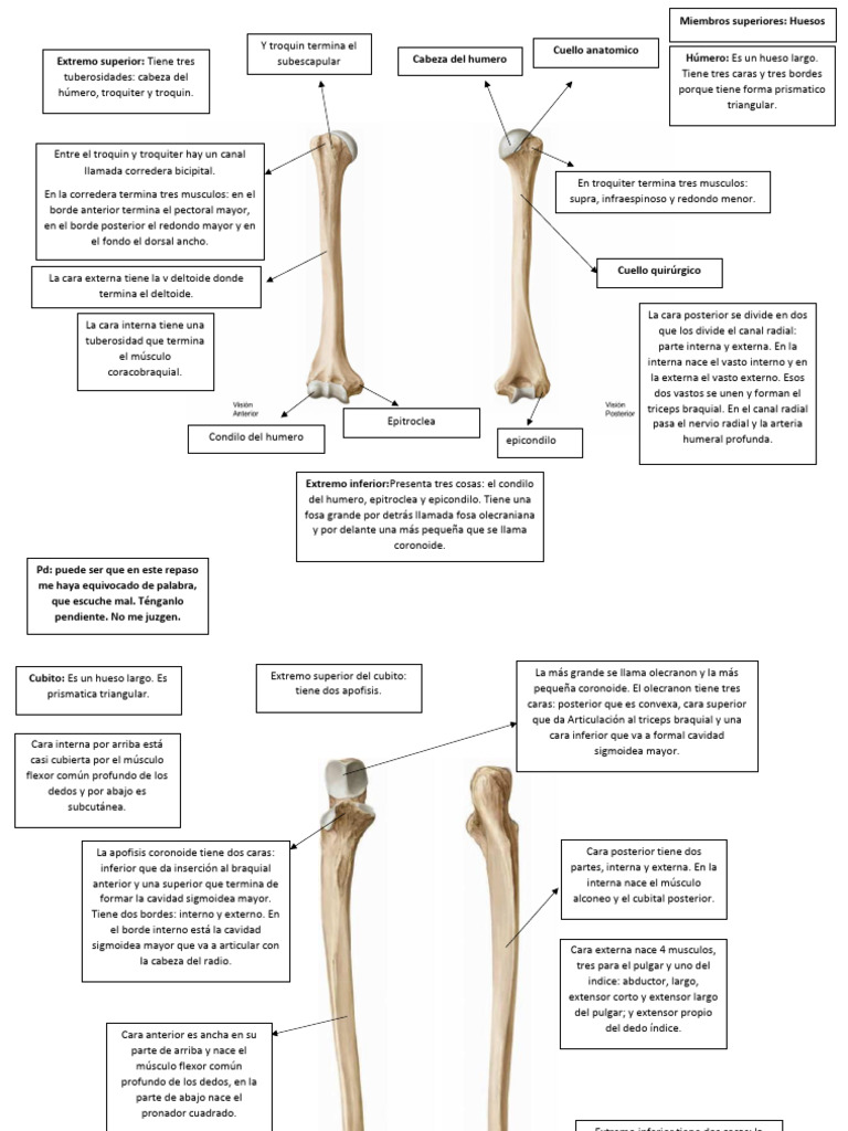 Anatomía del Húmero, Radio y Cúbito | PDF | Articulación | Mano