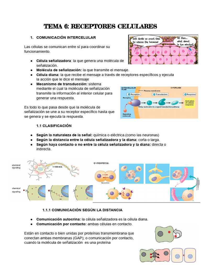 Receptores Celulares y Comunicación Intercelular | PDF | Transducción ...