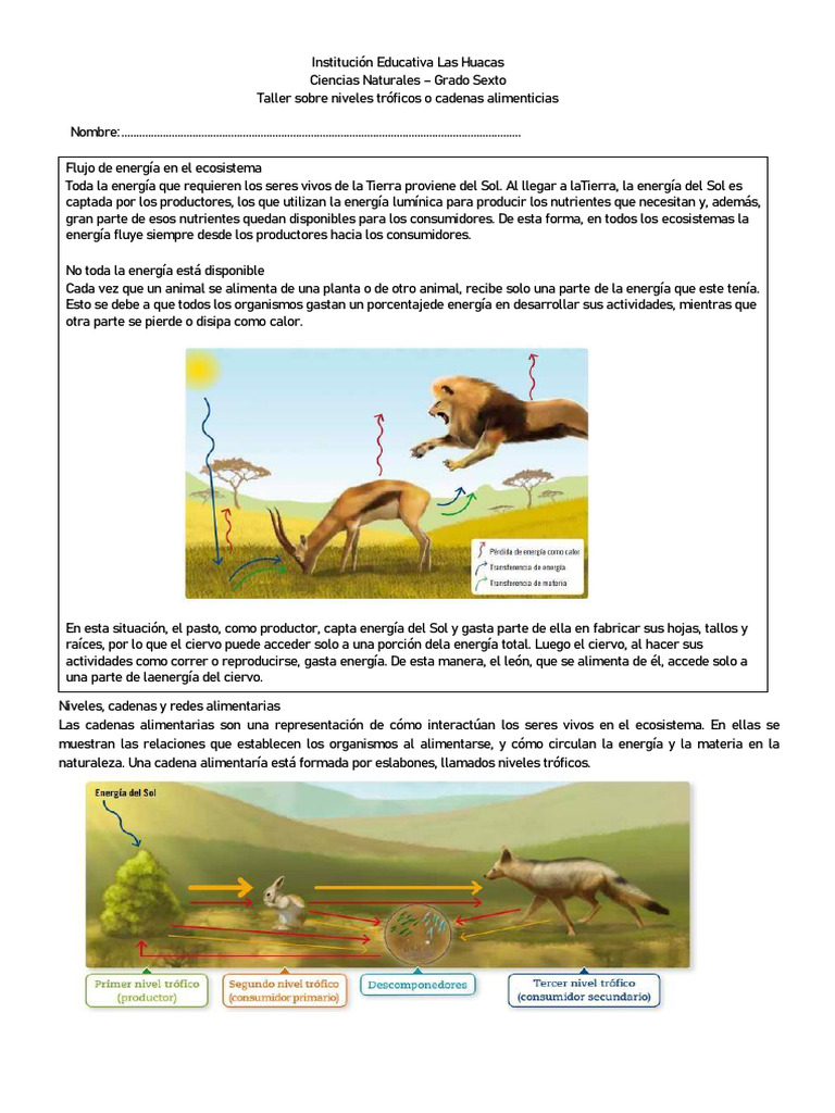 Niveles Tróficos y Cadenas Alimenticias | PDF | Red alimentaria | Biología