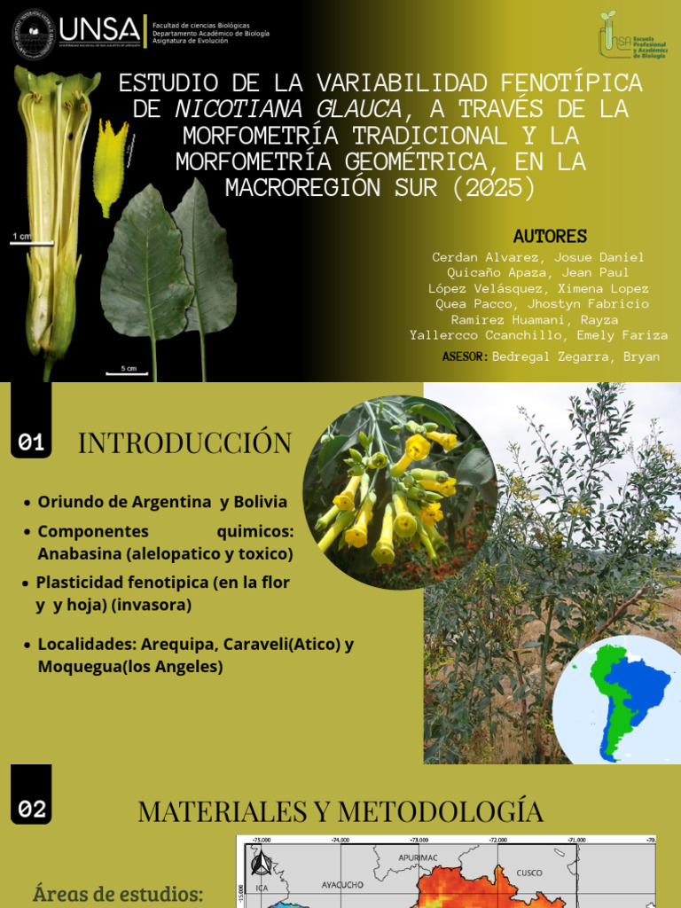 Estudio de La Variabilidad Fenotípica DE, A Través de La Morfometría ...