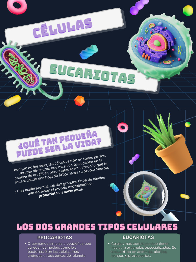 Presentación de Biología Célula Eucariota Vs Procariota Organización y ...