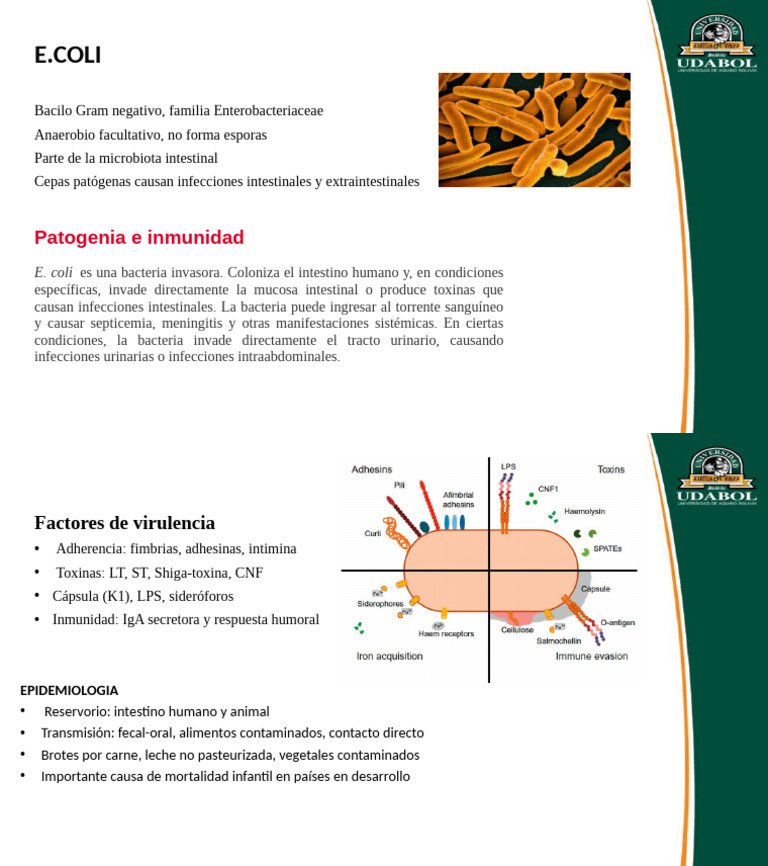 E Coli Patogenia Y Epidemiología Pdf