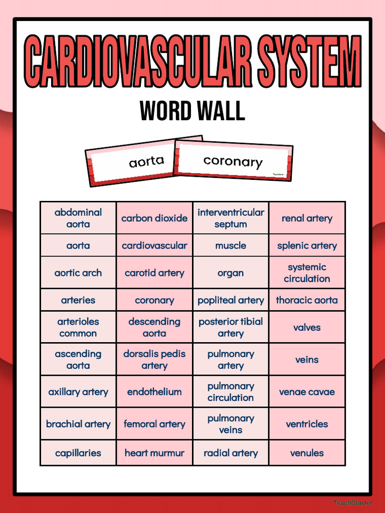 Cardiovascular System Word Wall Vocabulary Print Able PDF | PDF