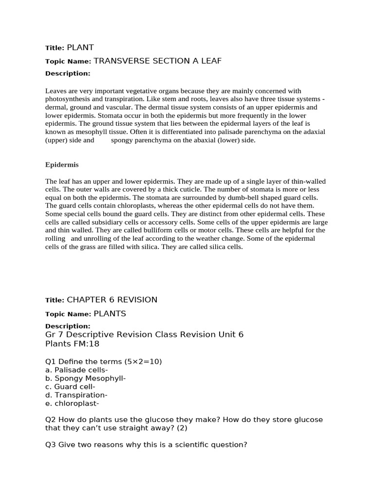 Leaf Structure and Function Explained | PDF | Leaf | Food Energy