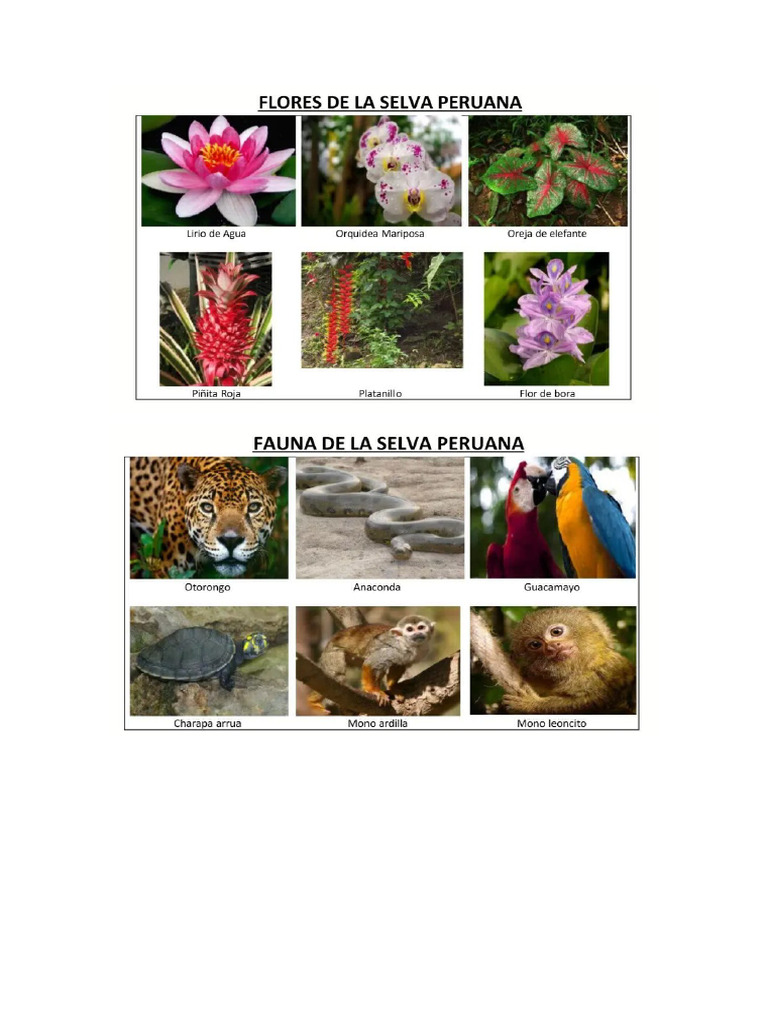 Flora y Fauna Region Amazonica Peru | PDF
