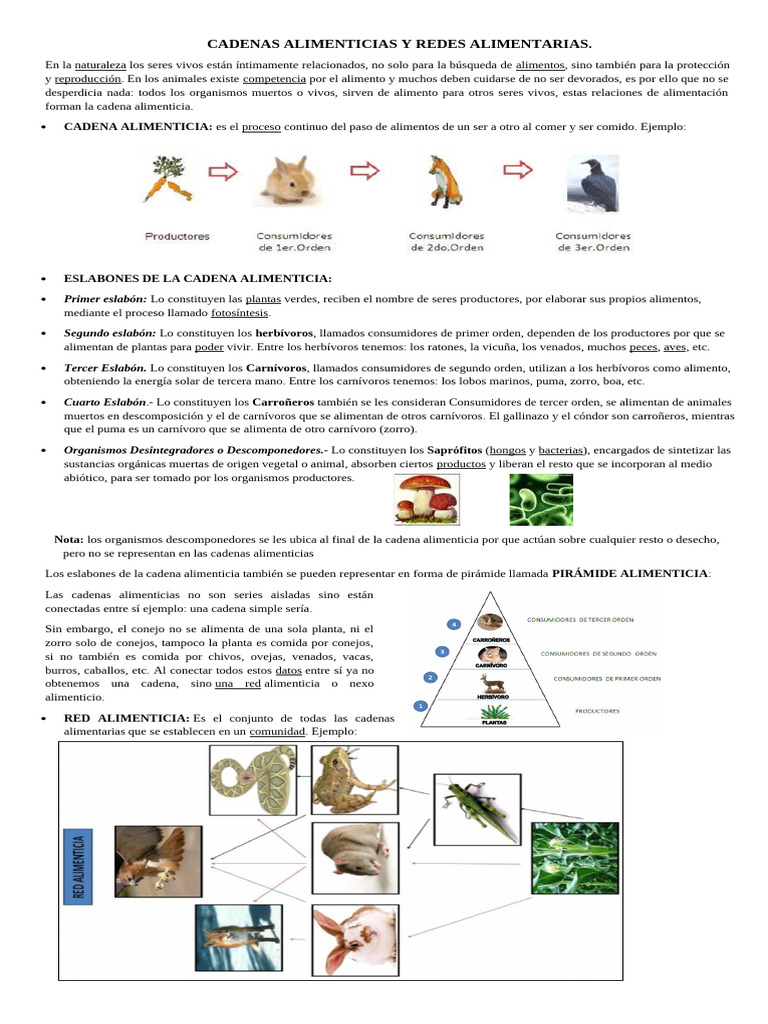 Cadenas y Redes Alimenticias Explicadas | PDF | Red alimentaria | Alimentos