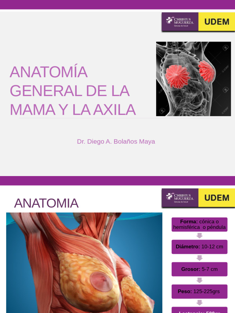 ANATOMÍA ESTRUCTURAL, FUNCIONAL Y QUIRÚRGICA DE LA MAMA | PDF | Pecho | Sistema musculoesquelético