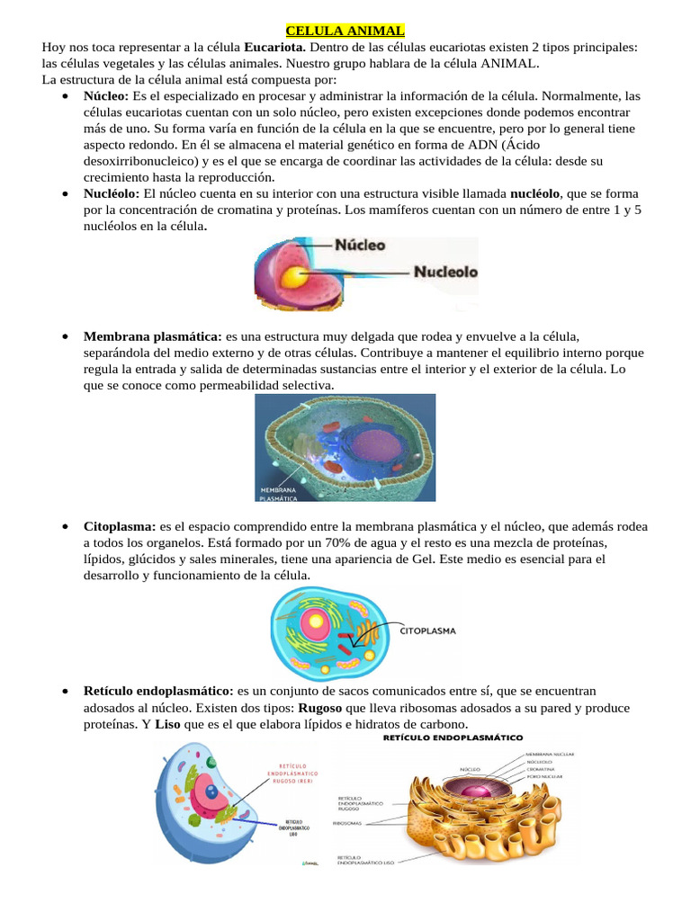 Estructura y funciones de la célula animal | PDF | Biología Celular ...
