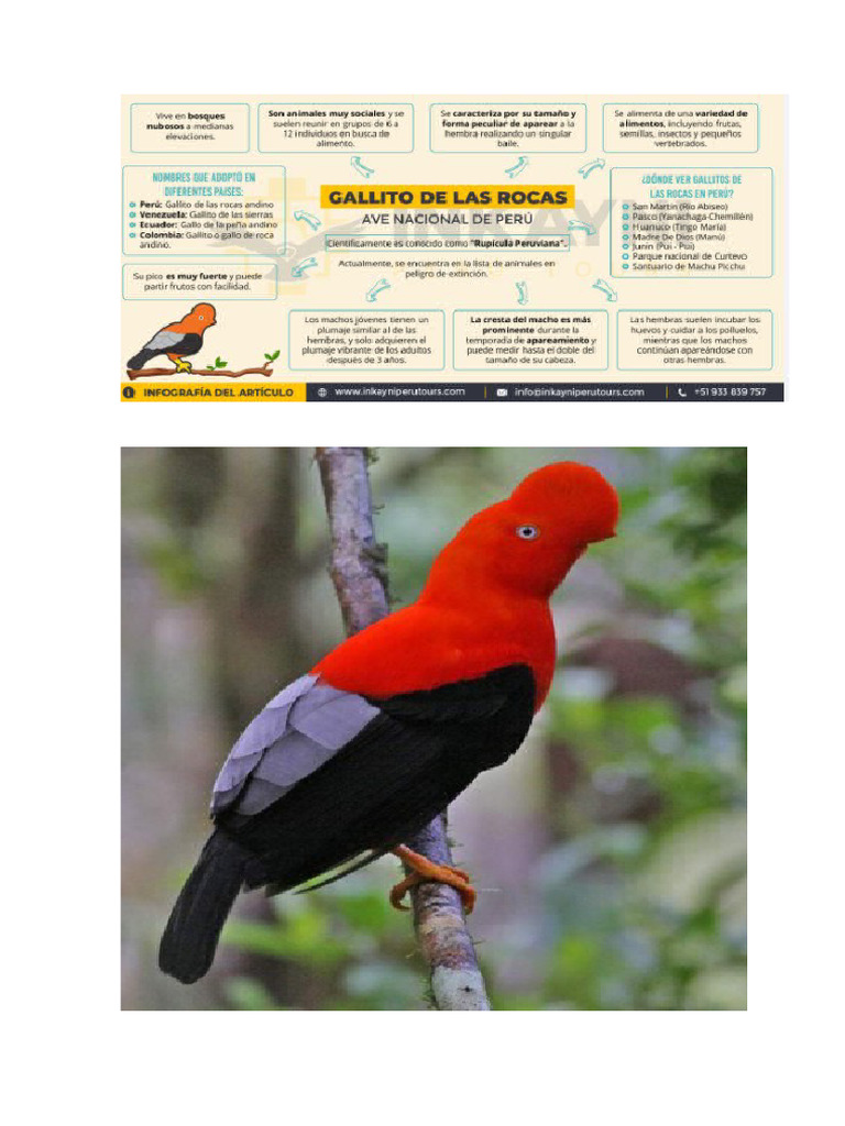 Informacion Del Gallito de Las Rocas | PDF