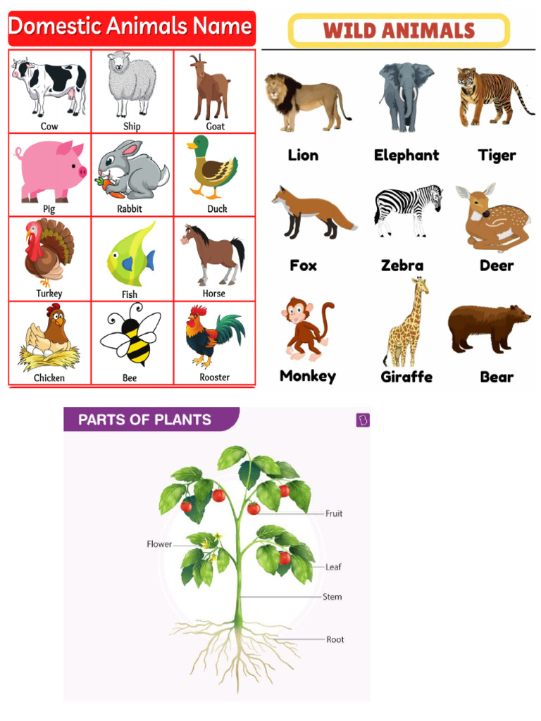 Domestic & Wild | PDF