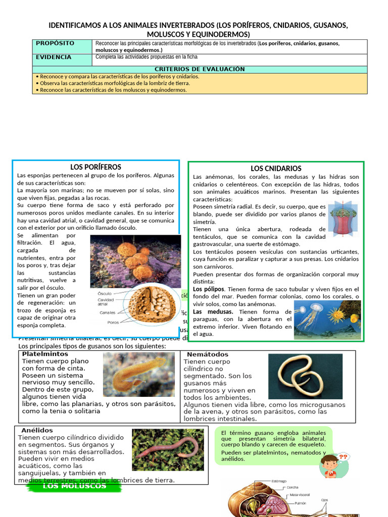 Ficha Invertebrados 1b25 | PDF | Moluscos | Esponja