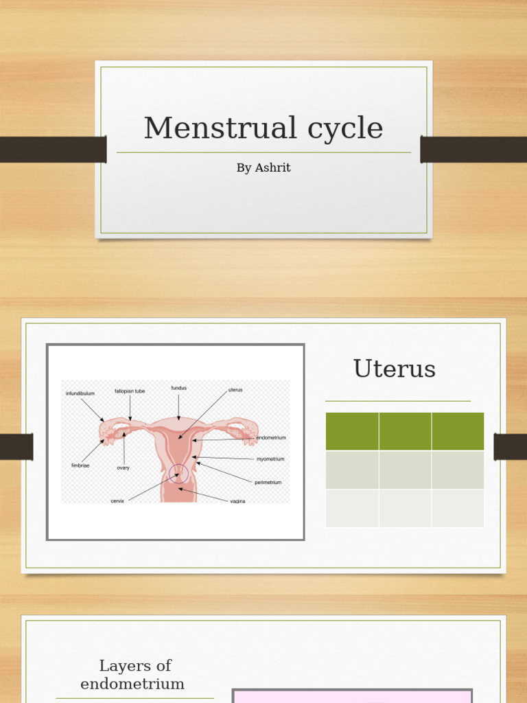 Menstrual Cycle: by Ashrit | PDF