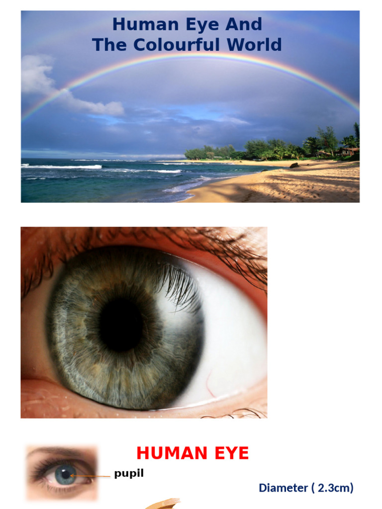 Human Eye and The Colourful World New | PDF | Eye | Human Eye