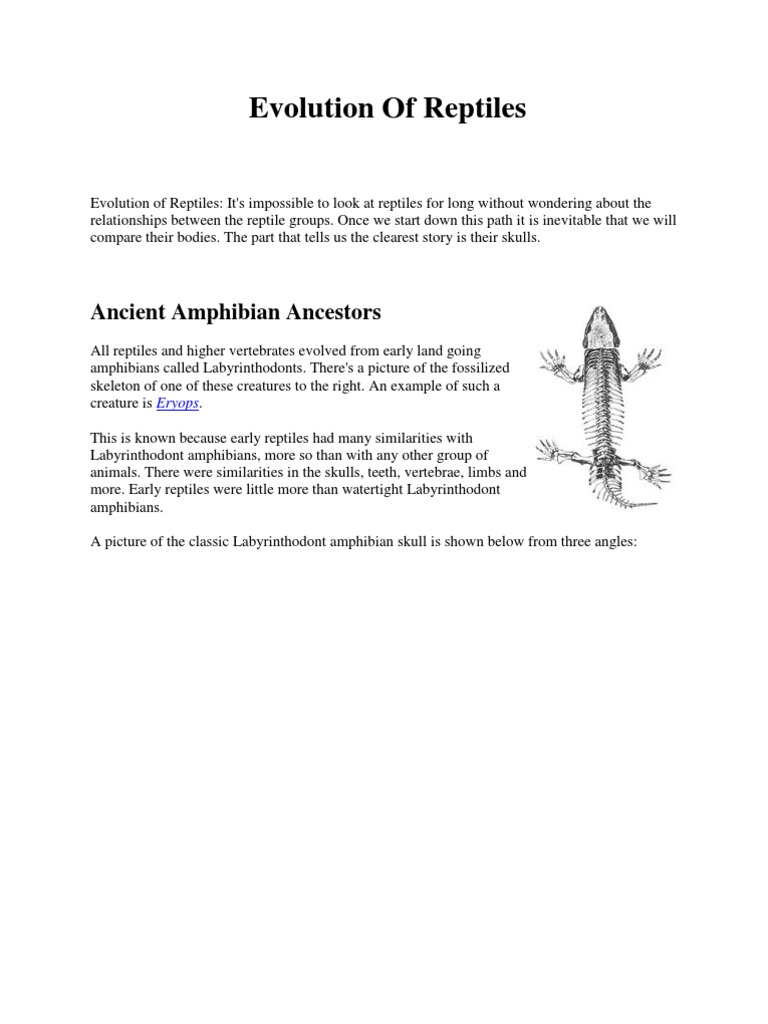 Evolution of Reptiles | PDF | Reptile | Skull