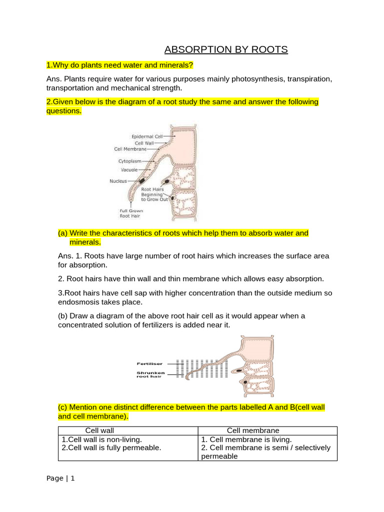 Root Water and Mineral Absorption | PDF | Osmosis | Botany