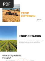 What Is Ratooning | PDF | Agriculture | Horticulture