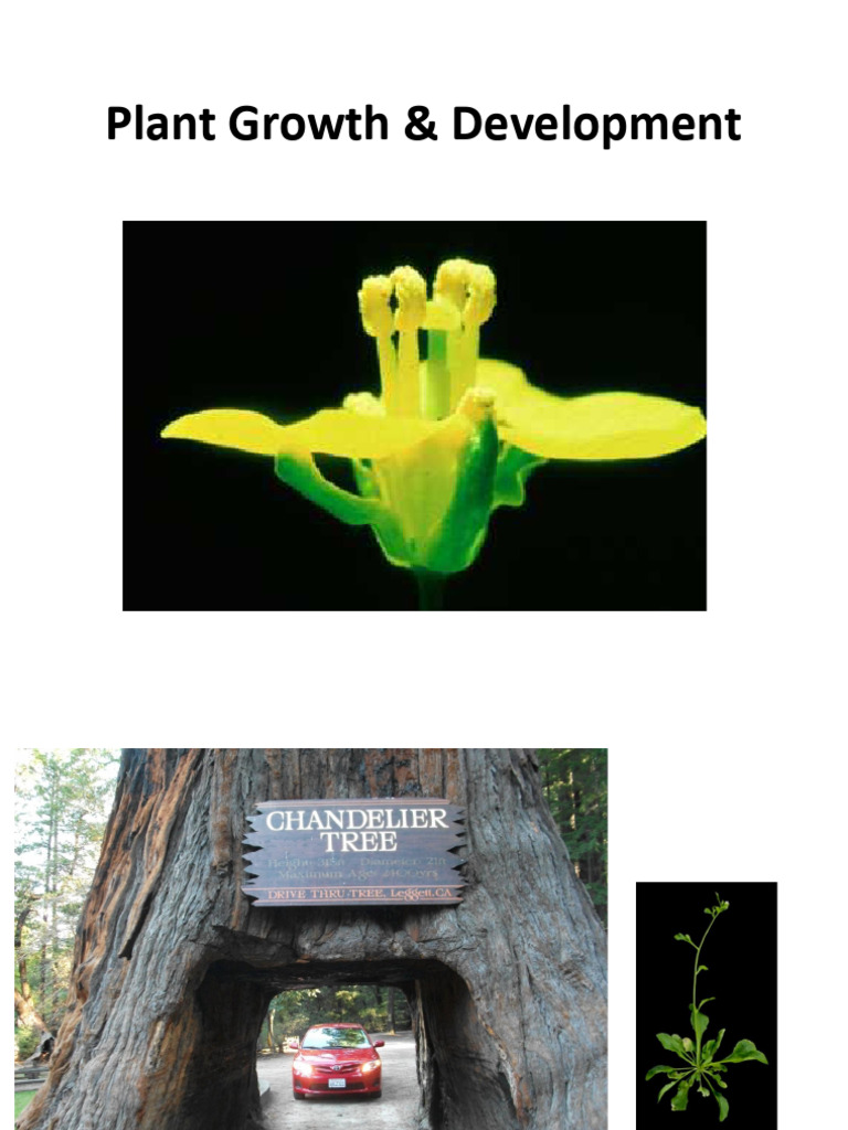 8.plant Growth Development | PDF | Auxin | Embryo