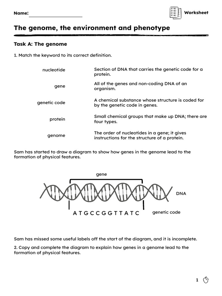 Genome, Environment, and Phenotype Worksheet | PDF | Gene | Phenotype