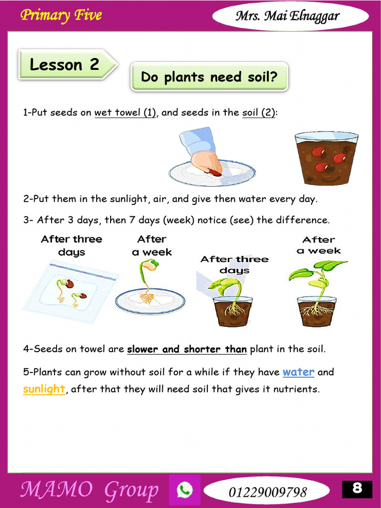 Plant Growth: Soil vs. Sunlight | PDF | Plants | Photosynthesis