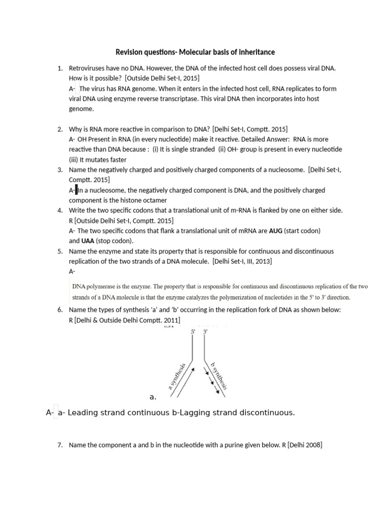 Revision Questions Molecular Basis of Inheritance | PDF | Dna | Sense ...