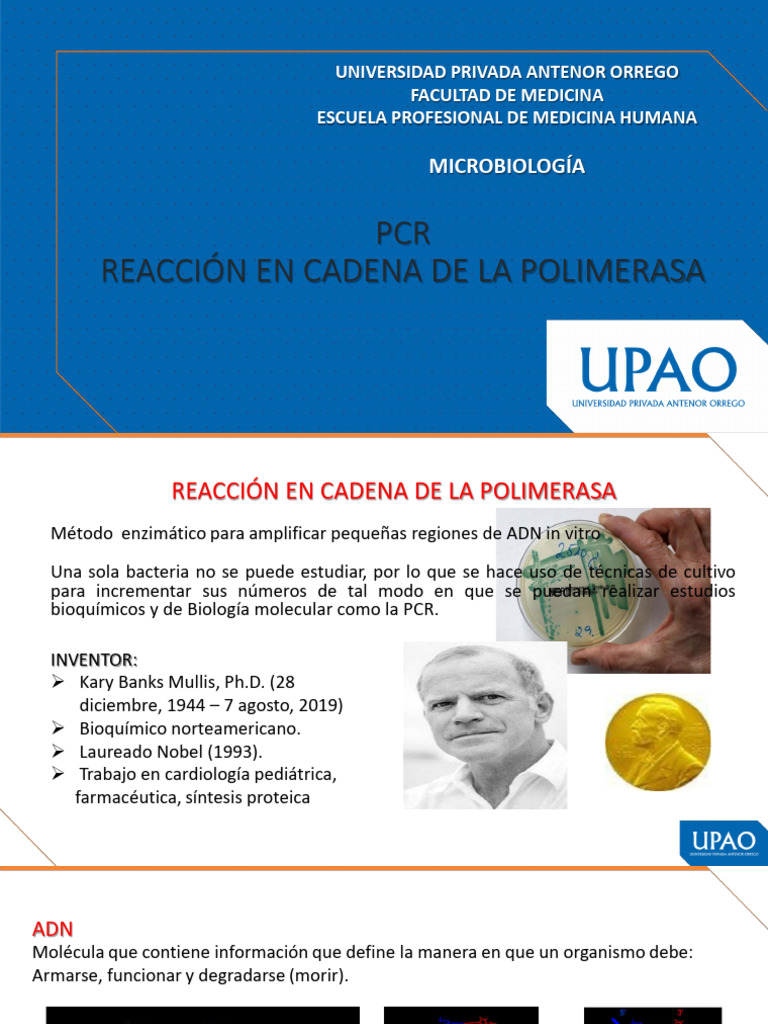 S12 PPT P PCR | PDF | Primer (Biología Molecular) | Reacción en cadena ...