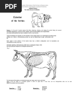 Alpaca Anatomy: Dissection Insights | PDF | Pelvis | Human Anatomy