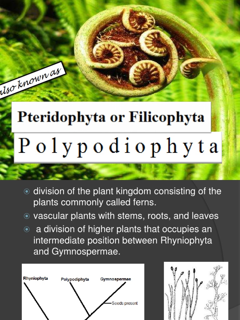 Polypodiophyta | PDF | Fern | Reproduction