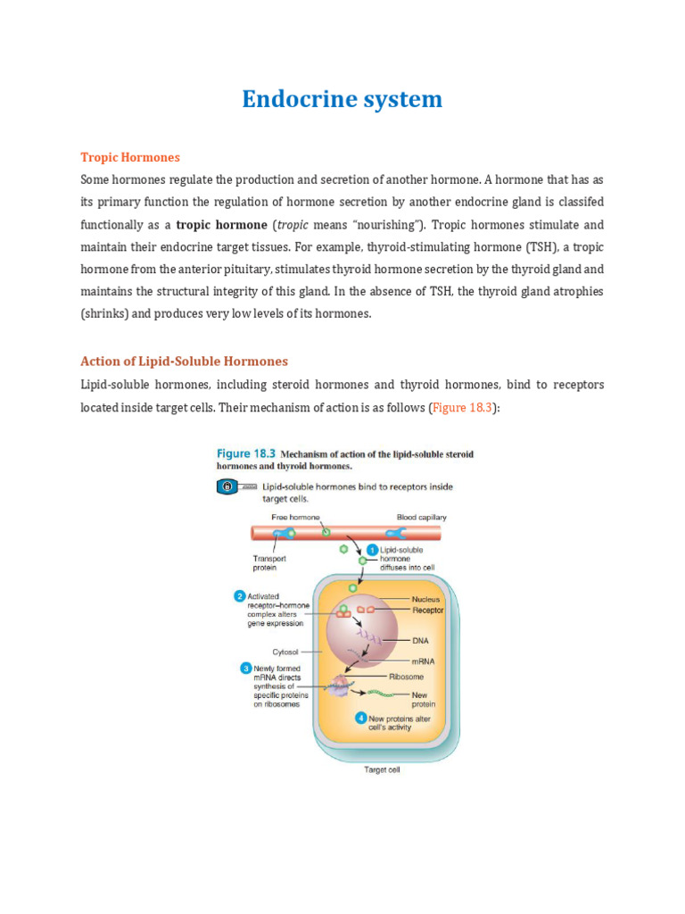 Cardiovascular and Endocrine System Rest Lesson 2024 | PDF | Heart ...