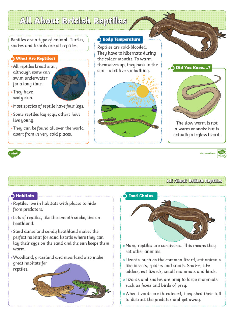 All About British Reptiles Fact File | PDF | Reptile | Lizard